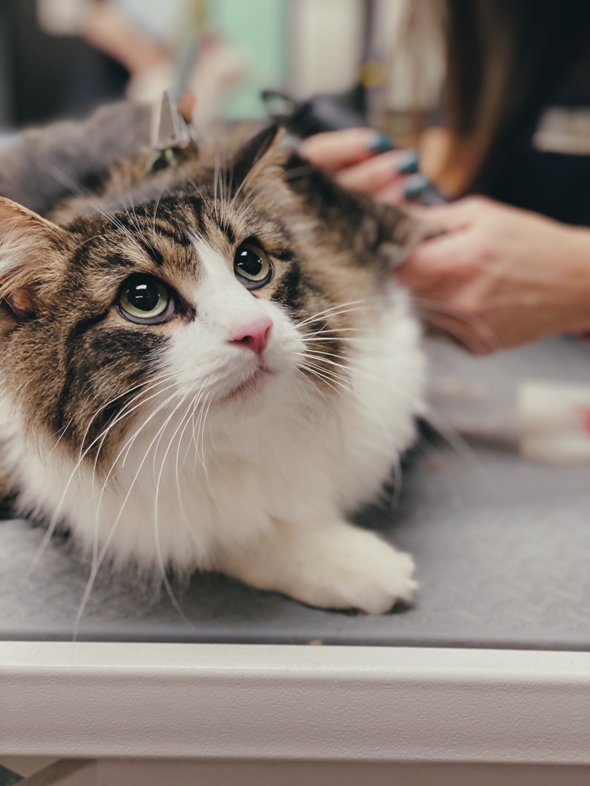 Grooming Pet Supply grooming-pet-supply